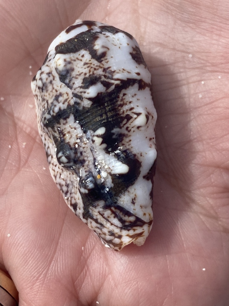 Morum tuberculosum from San Cristóbal, Parque Nacional Galápagos, EC-GA ...