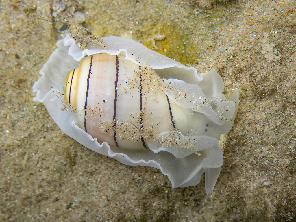 Pink Bubble Snail from Woolgoolga NSW 2456, Australia on January 25 ...