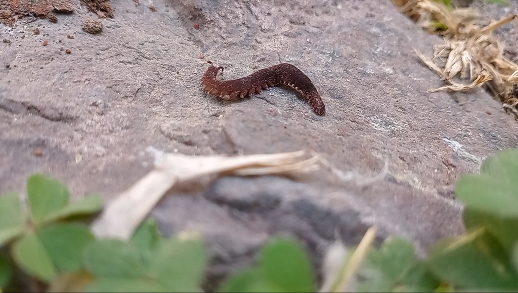 equatorial velvet worms from 58128 Morelia, Mich., México on January 25 ...