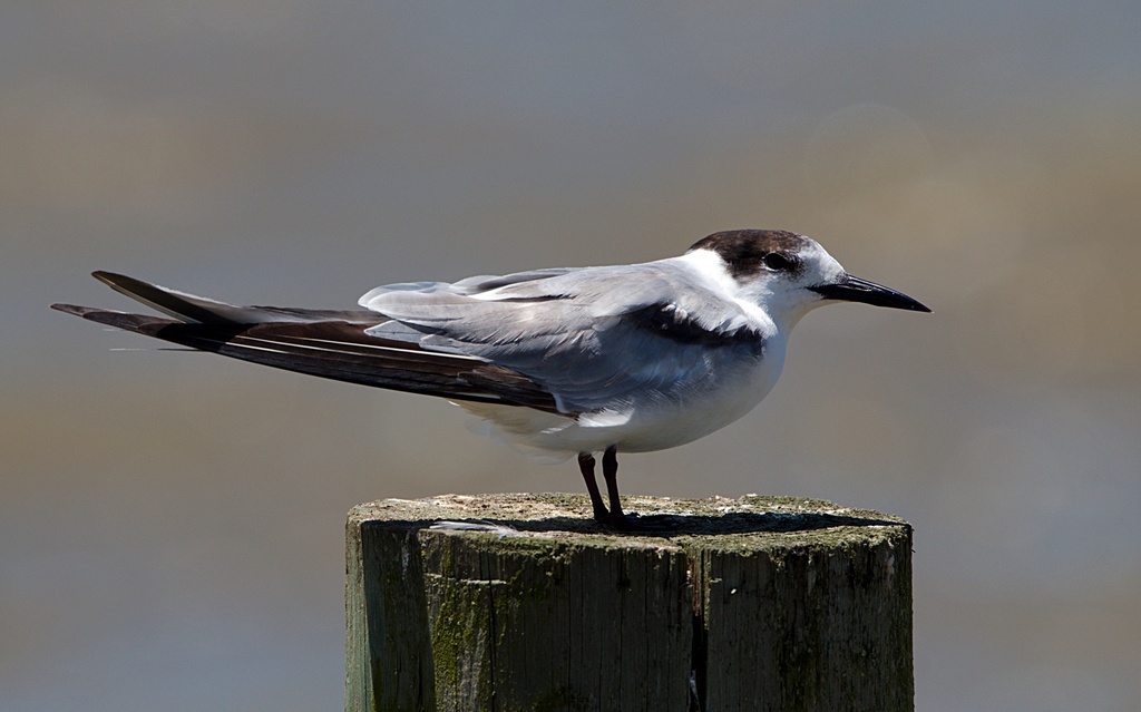 Common Tern from Ruawai, New Zealand on December 17, 2024 at 11:14 AM ...