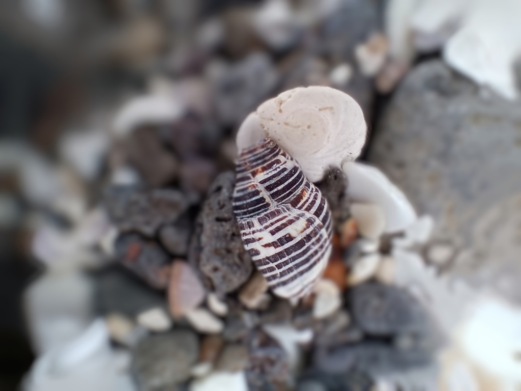 Lineated cominella from Australia on January 25, 2025 at 07:41 PM by ...