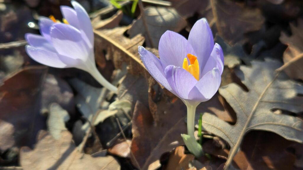 Woodland crocus from 阿尔巴尼亚库尔宾区 on January 25, 2025 at 06:58 AM by Wei ...