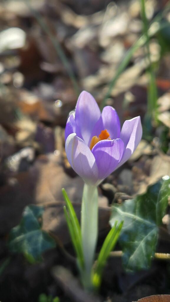 Crocuses from 阿尔巴尼亚库尔宾区 on January 25, 2025 at 06:58 AM by Wei_Zhou ...