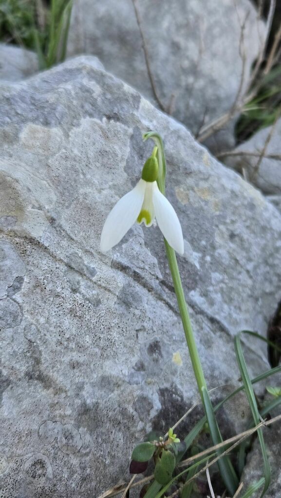 Queen Olga's Snowdrop in January 2025 by Wei_Zhou · iNaturalist