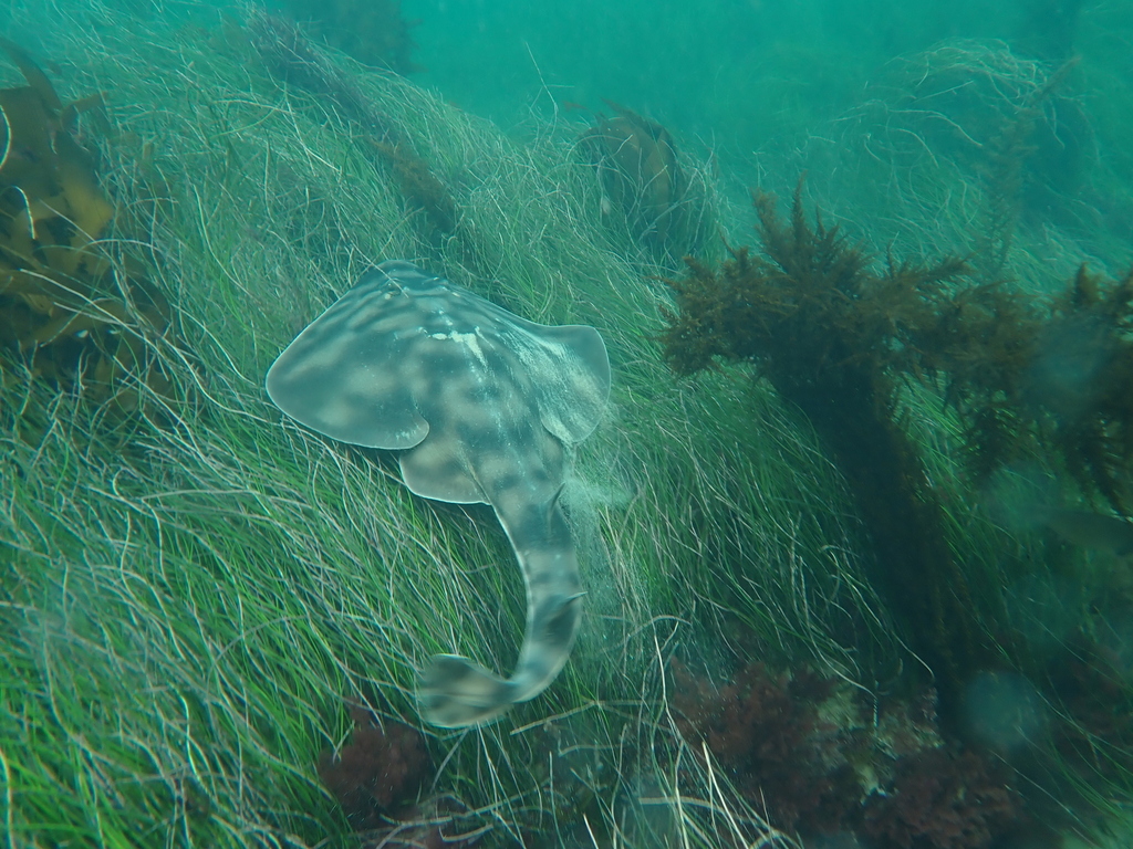 Banded Guitarfish from San Diego County, CA, USA on January 25, 2025 at ...