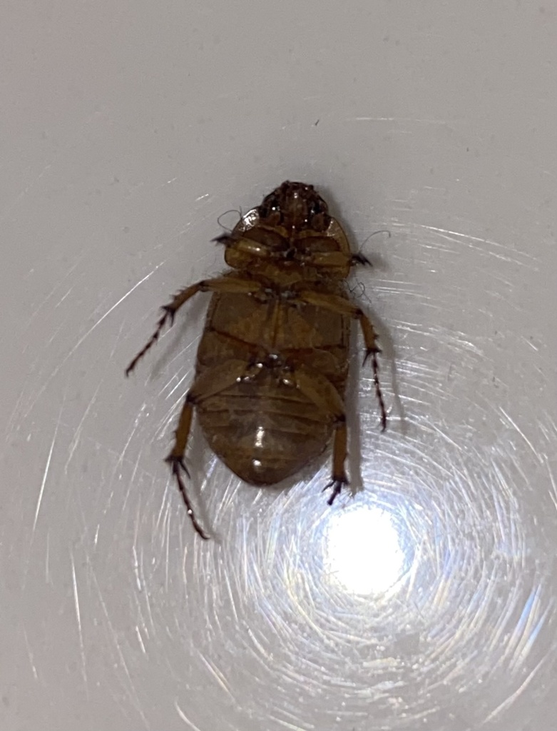 Masked Chafers from W 39th St, Hays, KS, US on January 25, 2025 at 02: ...