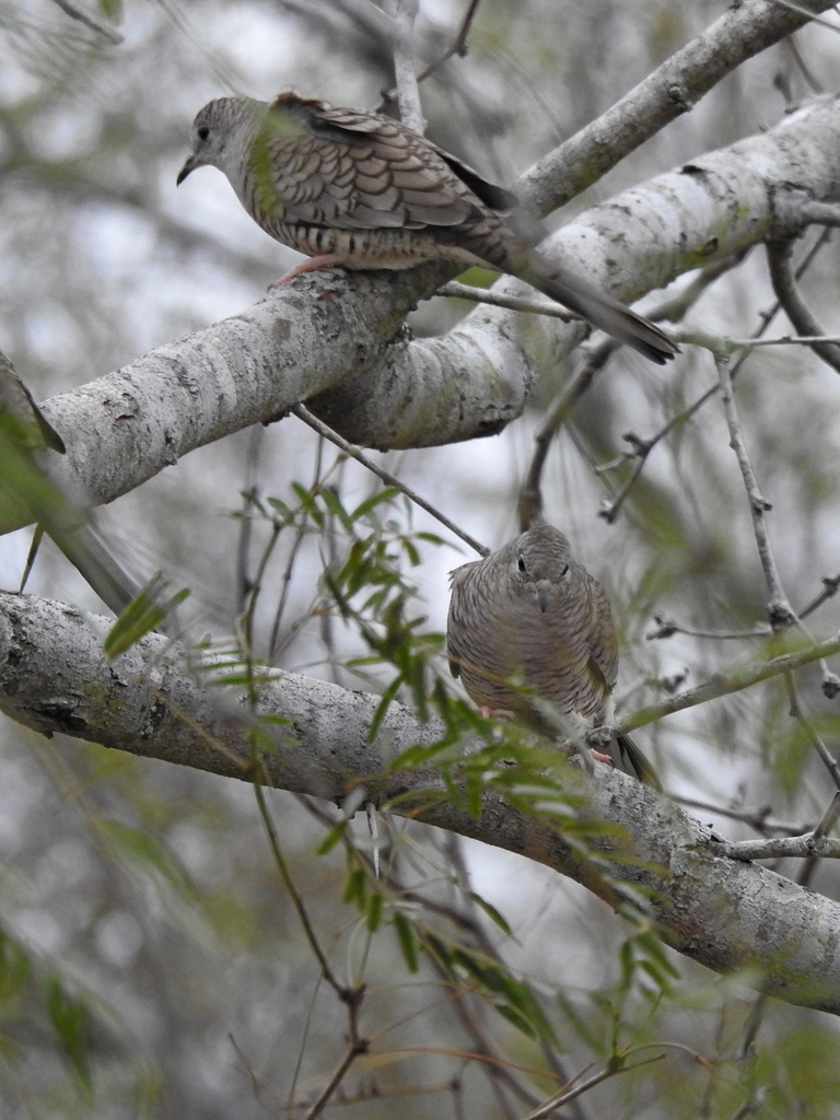 Inca Dove from Kleberg County, TX, USA on January 25, 2025 at 03:35 PM ...