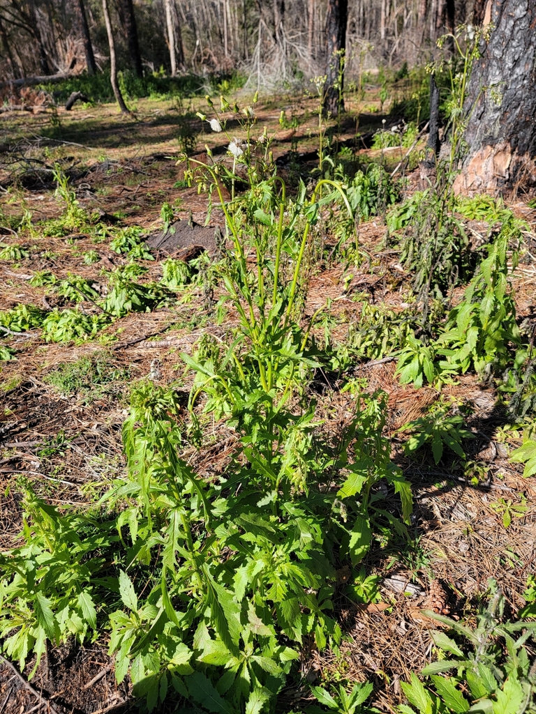 American burnweed from Lakeland, FL 33809, USA on January 25, 2025 at ...