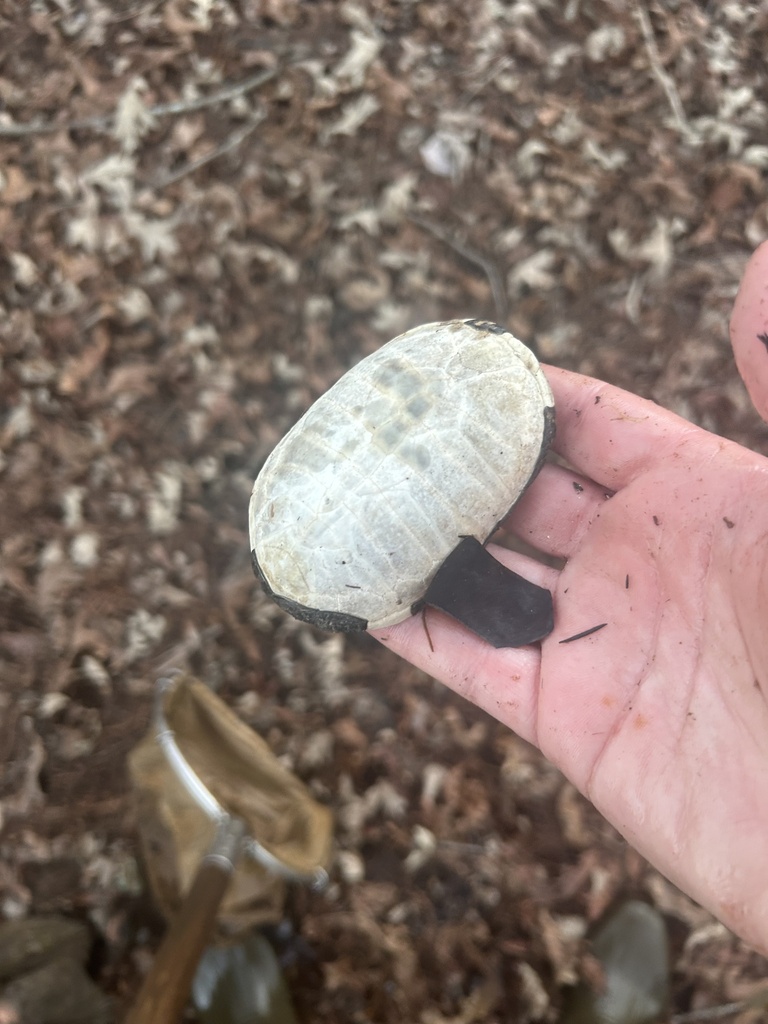 Eastern Musk Turtle in January 2025 by Jacob Hann · iNaturalist