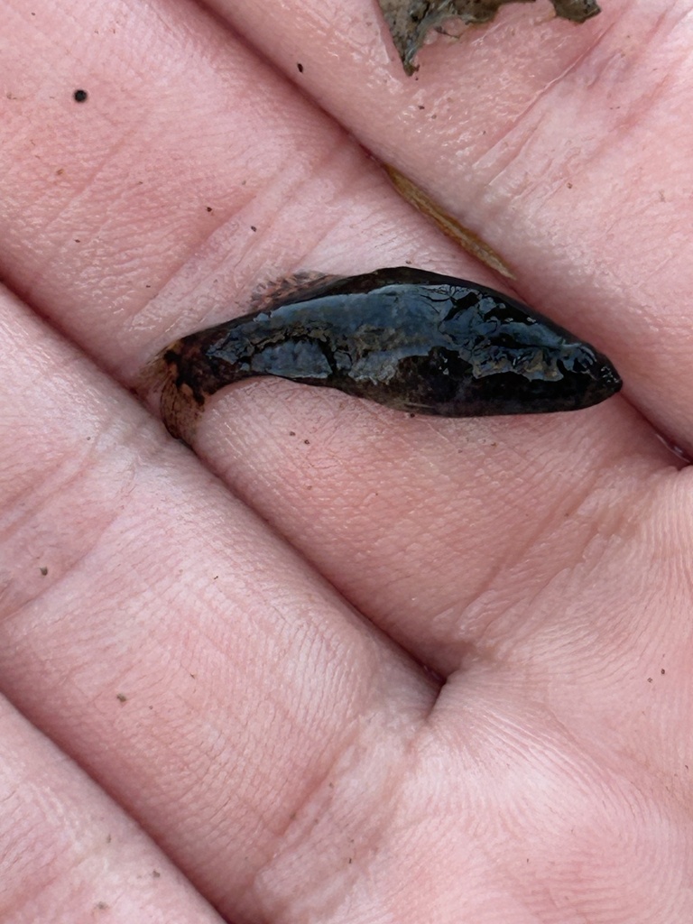 Banded Pygmy Sunfish from Fosters Loop Rd, Fosters, AL, US on January ...