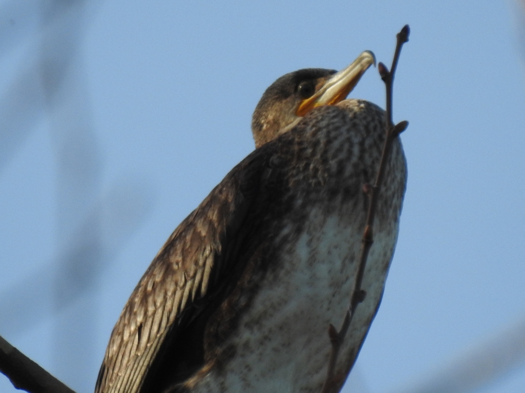 Great Cormorant from União das freguesias de Bougado (São Martinho e ...