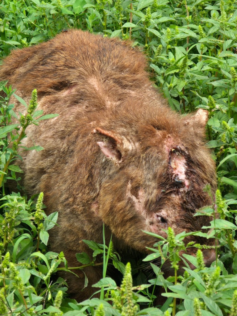 Mainland Wombat from Wattamolla NSW 2535, Australia on January 26, 2025 at 12:02 PM by ...