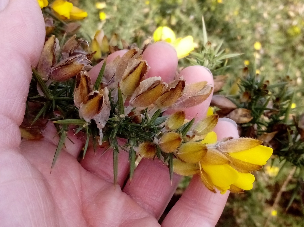 Gorses from Helipad, Englefield Green, Egham TW20 0XB, UK on January 25, 2025 at 01:36 PM by ...