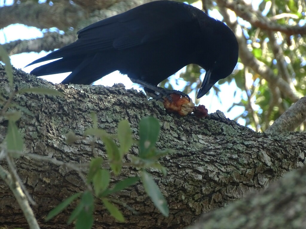American Crow from Chula Vista Recreation Center, Lady Lake, FL 32159 ...