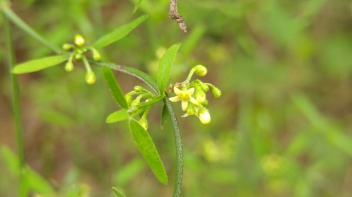 talayote (Cynanchum kunthii) · iNaturalist Mexico