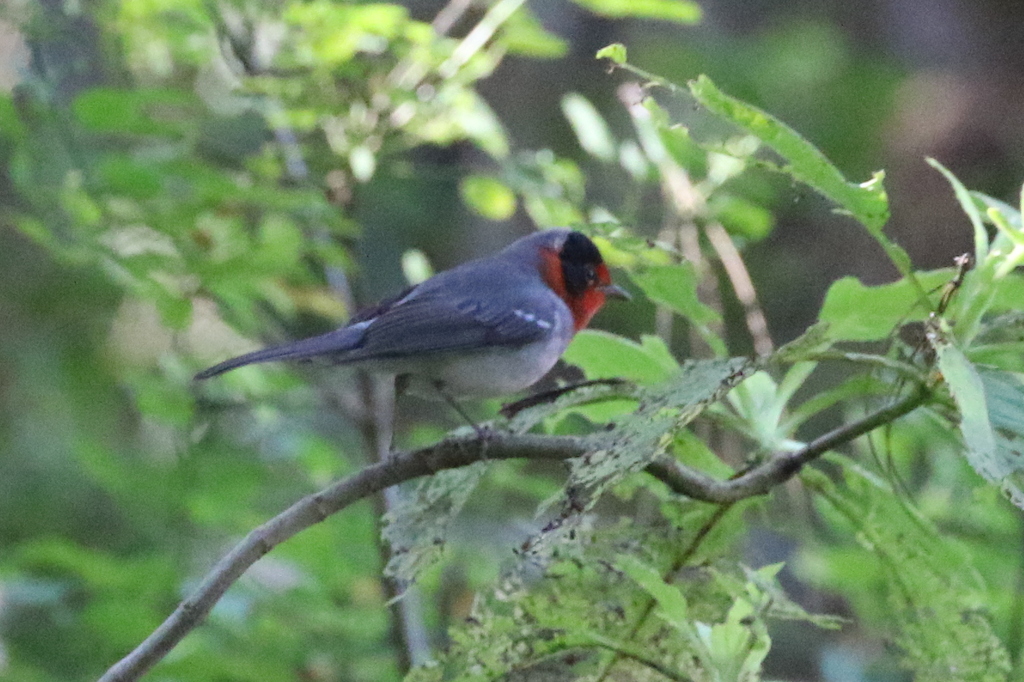 Red-faced Warbler from Cerro La Bufa, 46993 Jalisco, Mexico on December ...