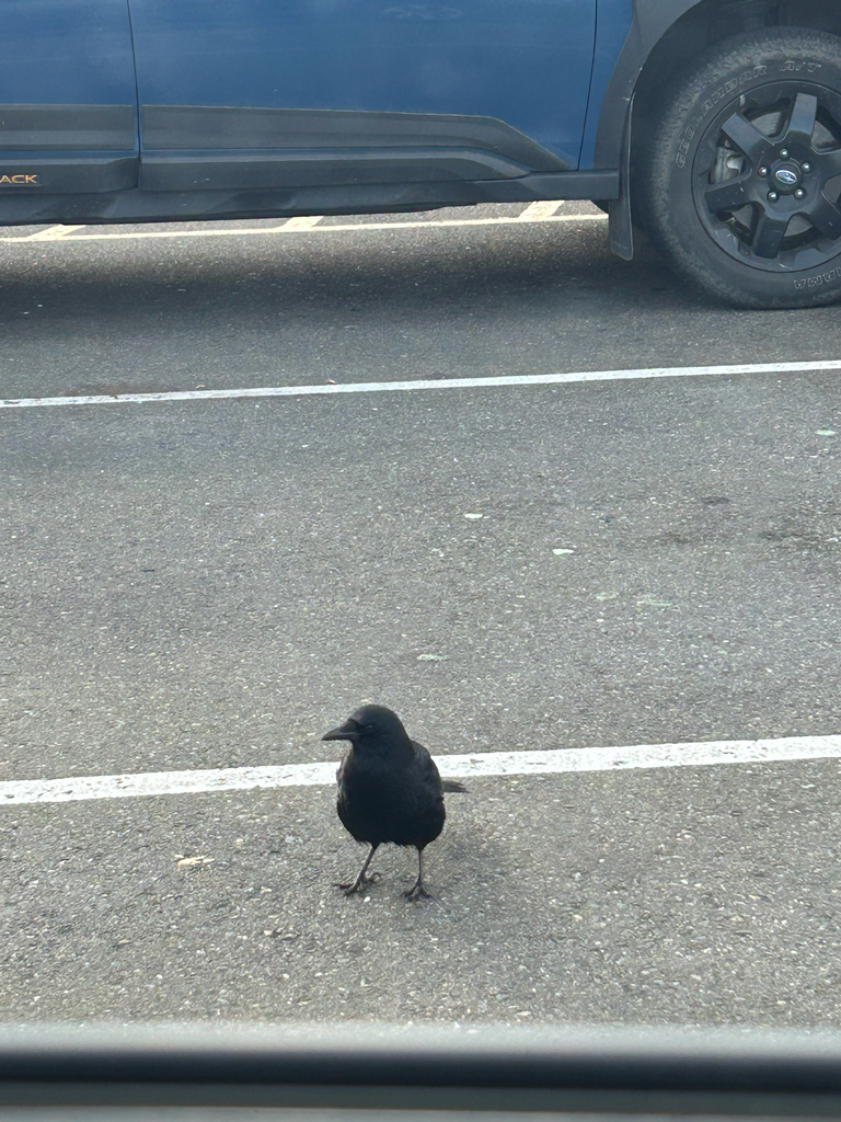 American Crow from Marine Dr NE, Olympia, WA, US on January 24, 2025 at ...
