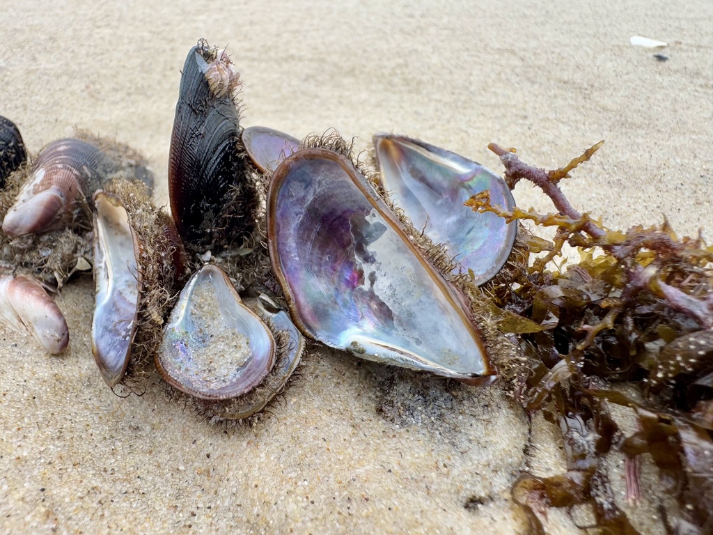 Hairy Mussel from Angels Beach, Skennars Head, NSW, AU on January 25 ...