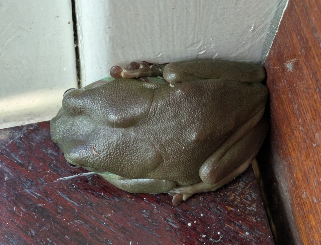 Australian Green Tree Frog from Eaton NT 0820, Australia on January 26 ...