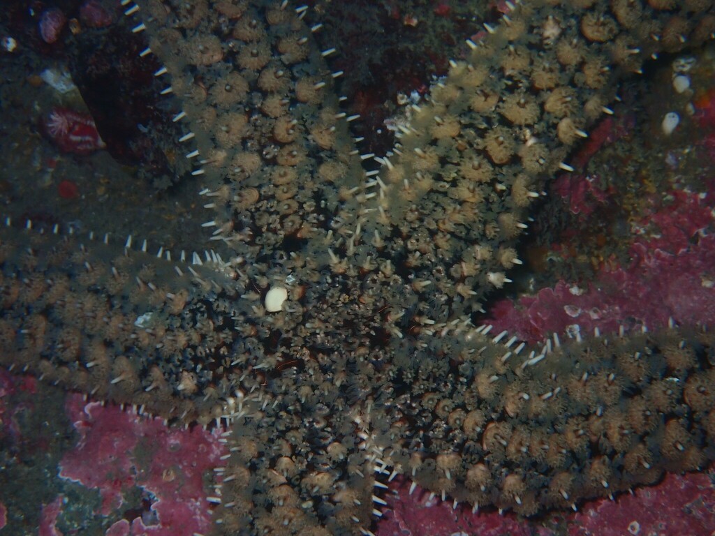 Velcro Star in January 2025 by Carter Urnes · iNaturalist
