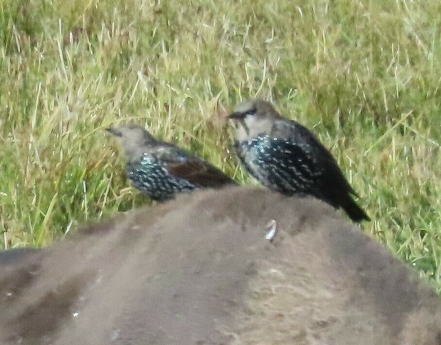 European Starling from Lamar Valley, Wyoming 82190, USA on September 25 ...
