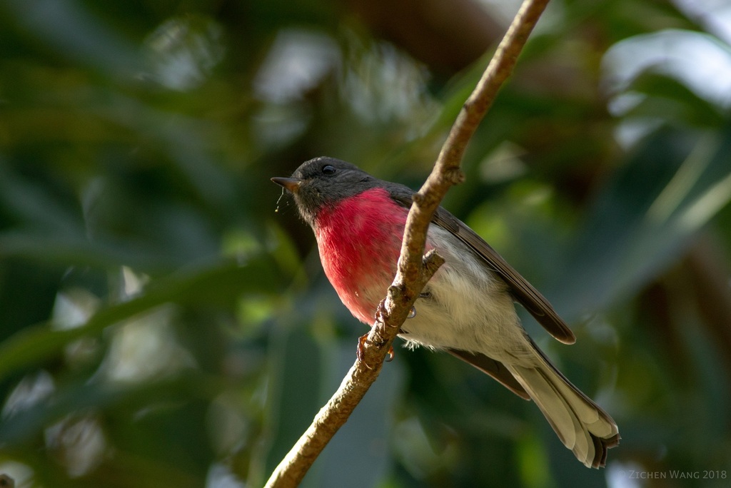 Rose Robin from Audley NSW, Australia on June 29, 2018 at 12:49 PM by ...