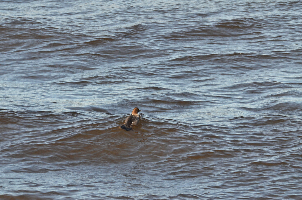 Common Goldeneye from Kitsap County, WA, USA on January 25, 2025 at 02: ...