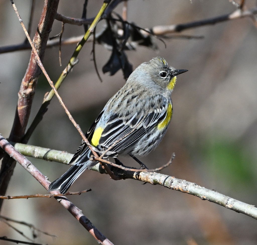 Yellow-rumped Warbler from Butte County, CA, USA on January 25, 2025 at ...