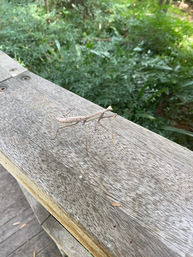 Australian Stick Mantis from West Pymble on January 26, 2025 at 03:49 ...