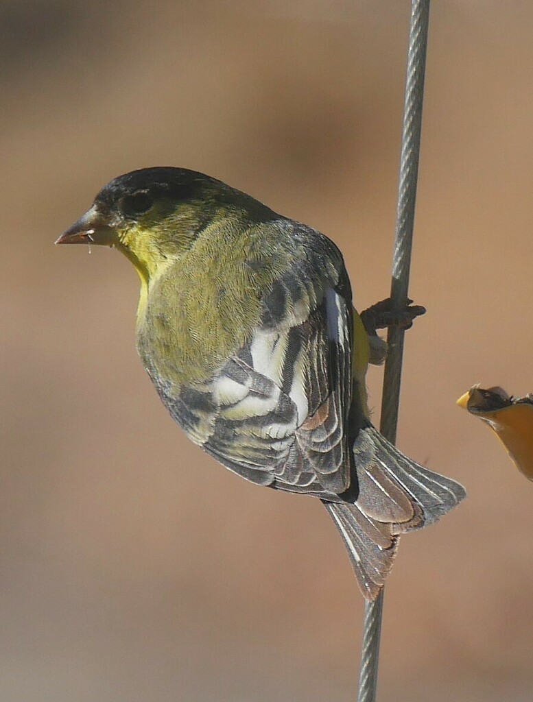 Lesser Goldfinch from Delta, CO 81416, USA on January 21, 2025 at 02:04 ...