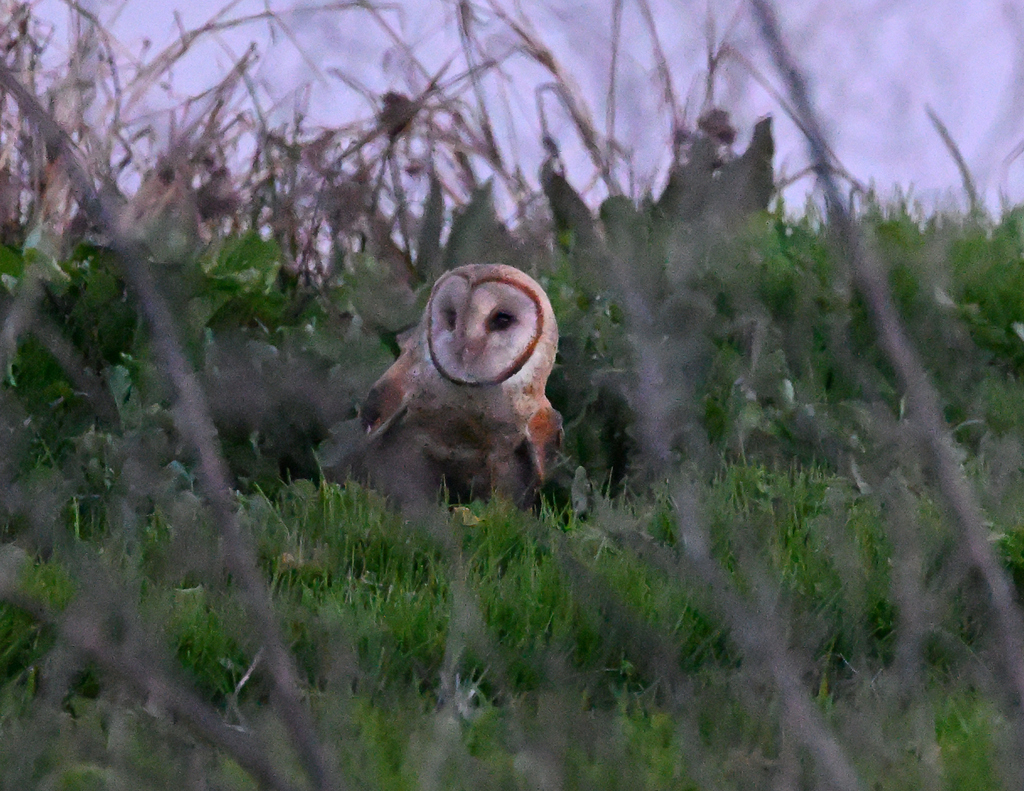 American Barn Owl from San Joaquin County, CA, USA on January 25, 2025 ...