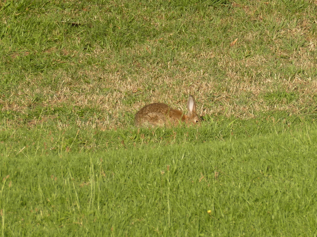 European Rabbit from Marlo VIC 3888, Australia on January 25, 2025 at ...