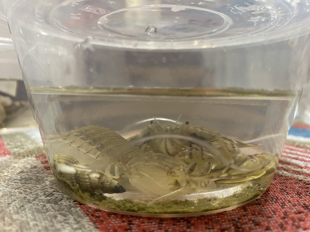 Squillid Mantis Shrimps from 黄海, CN on October 4, 2023 at 07:48 PM by ...