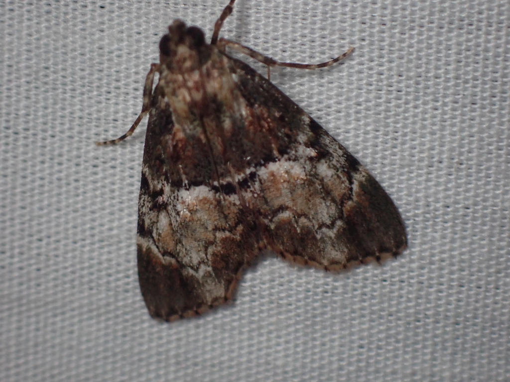 Teatree Web Moth from Marlo VIC 3888, Australia on January 25, 2025 at ...