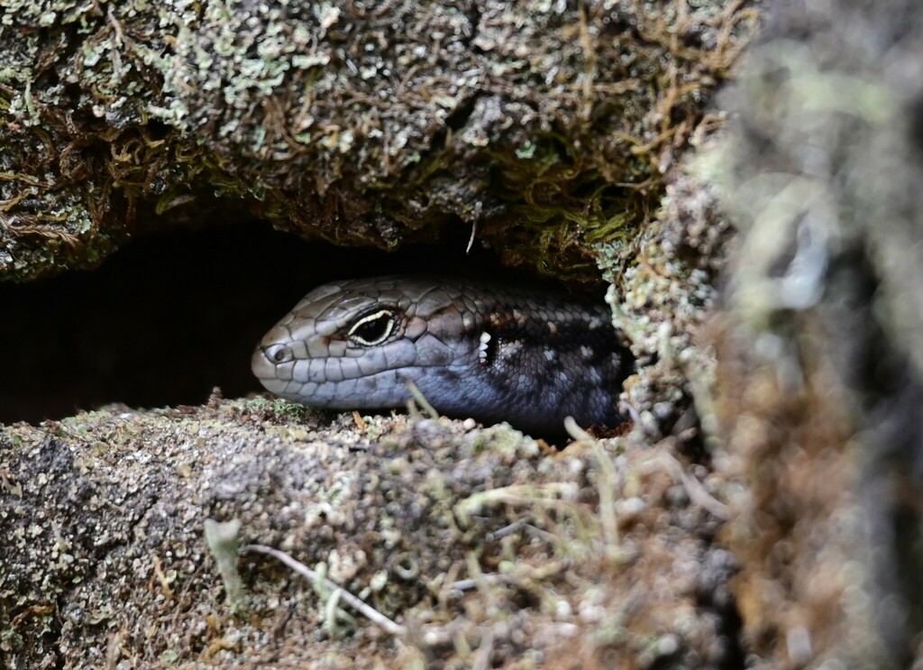 Montane Rock Skink from Blackwood VIC 3458, Australia on January 26 ...
