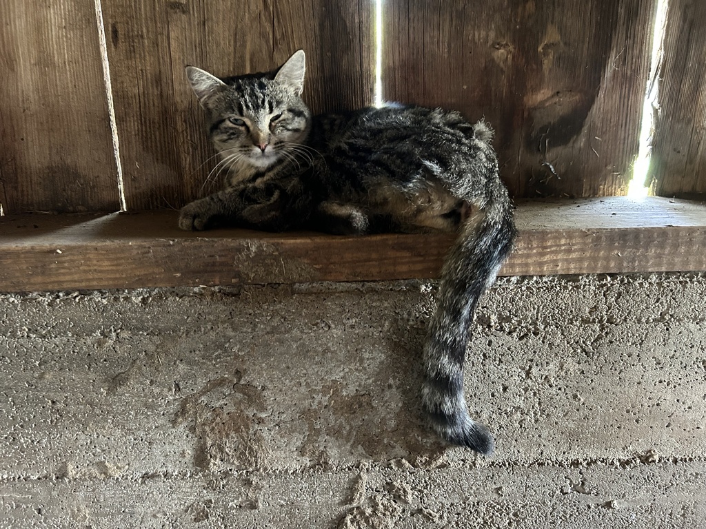 Domestic Cat from Iris Rd, Lebo, KS, US on October 12, 2024 at 02:51 PM ...