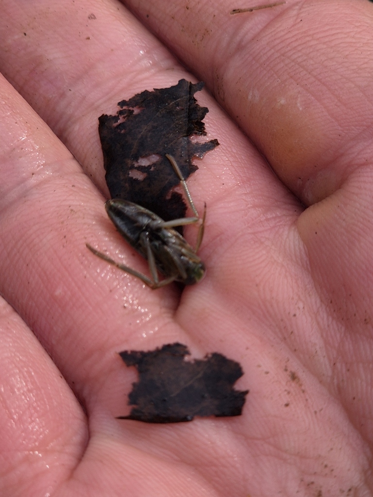 Notonecta triguttata from 대한민국 대구광역시 달성군 on January 26, 2025 at 01:57 ...