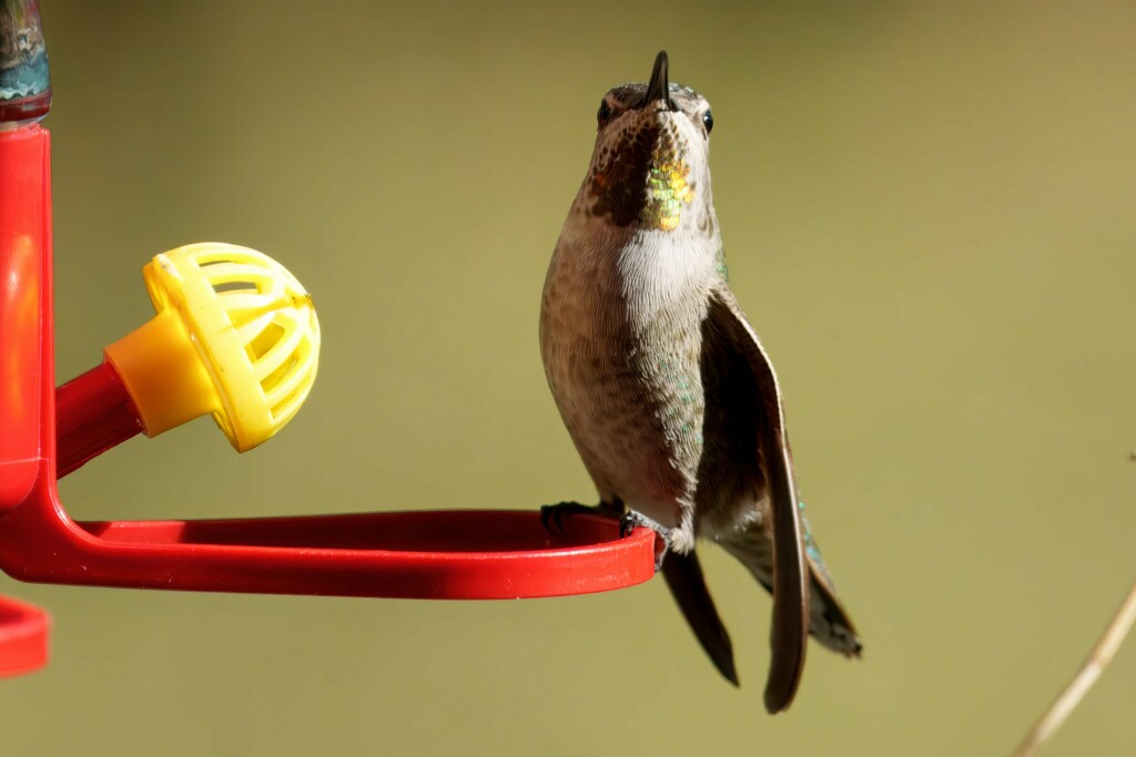 Anna's Hummingbird in January 2025 by Brandon Johnson · iNaturalist