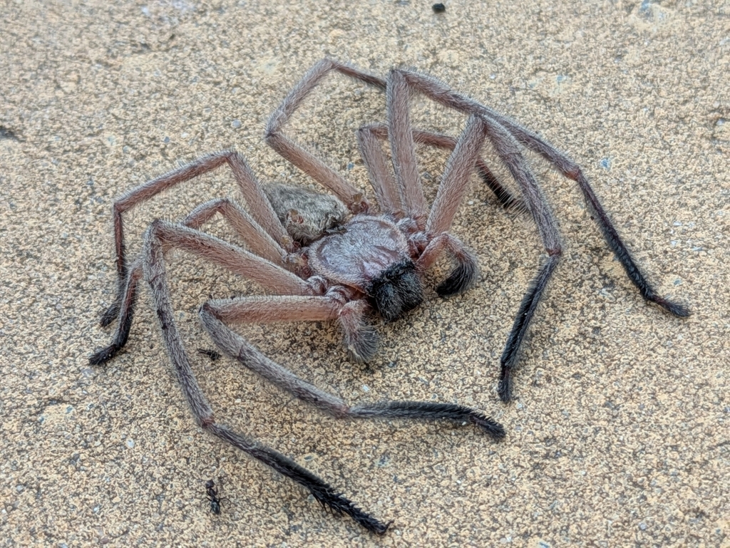 Social Huntsman Spider from Elsmore NSW 2360, Australia on January 26 ...