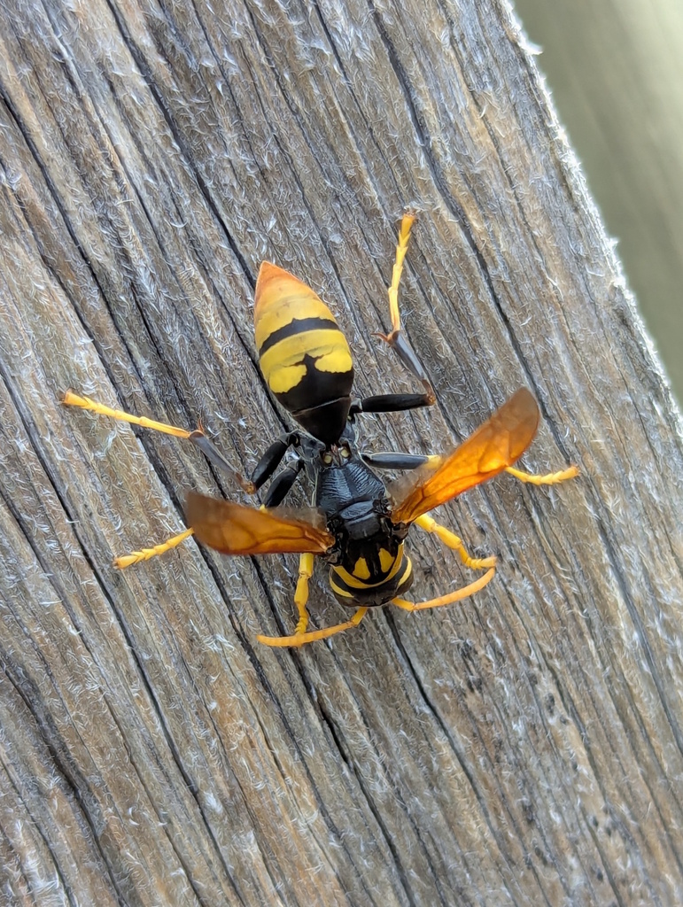 Vespoid Wasps from Mount Archer QLD 4701, Australia on January 26, 2025 ...