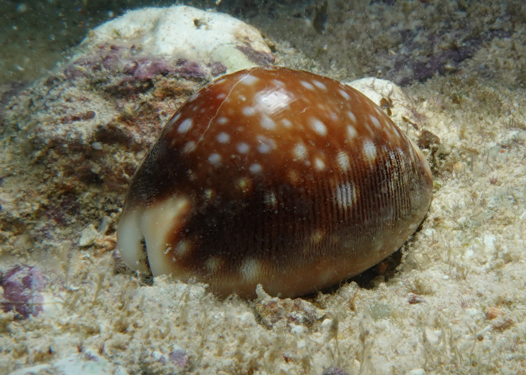 Calf Cowry from South Mandu, Cape Range National Park WA 6707 ...