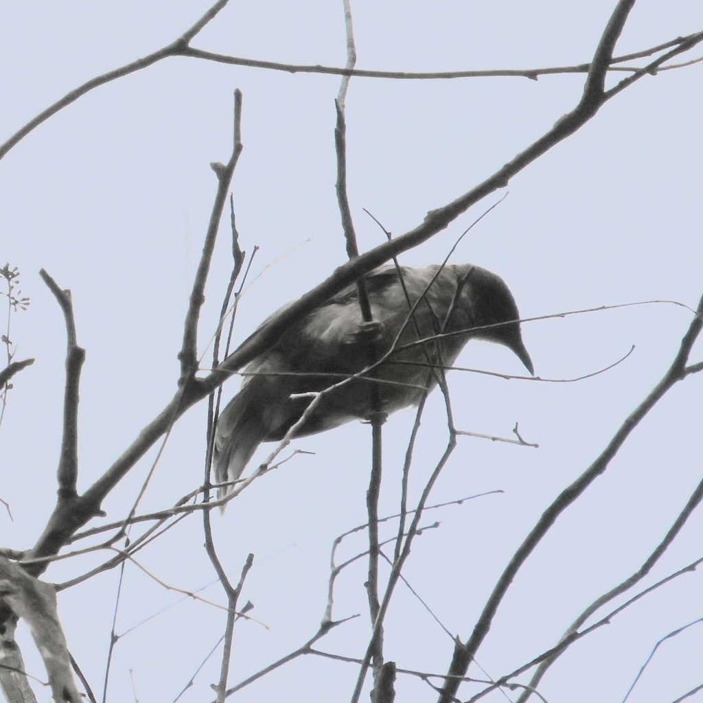 Little Wattlebird from Kallista VIC 3791, Australia on January 22, 2025 ...