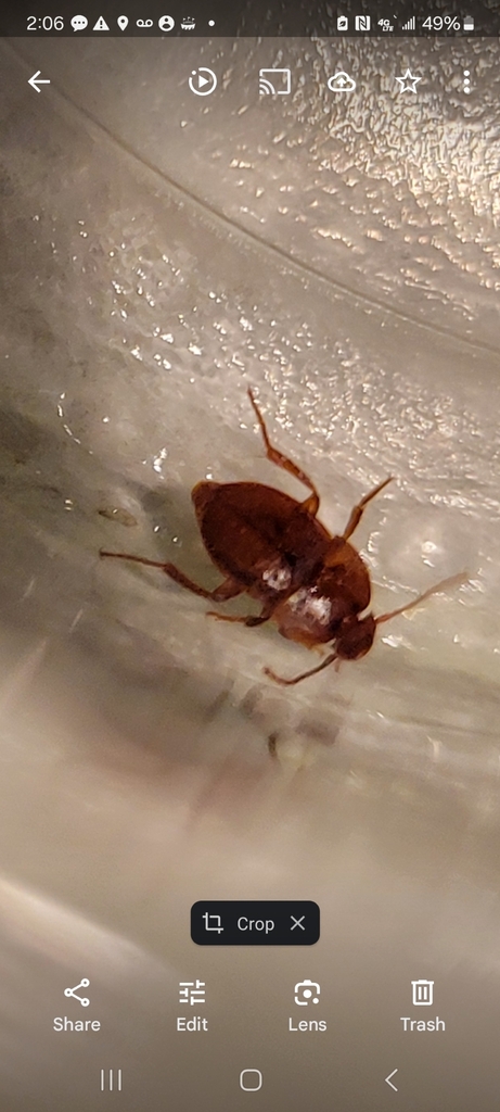 Beaver Nest Beetle from Chugach, AK, USA on January 25, 2025 at 02:06 ...