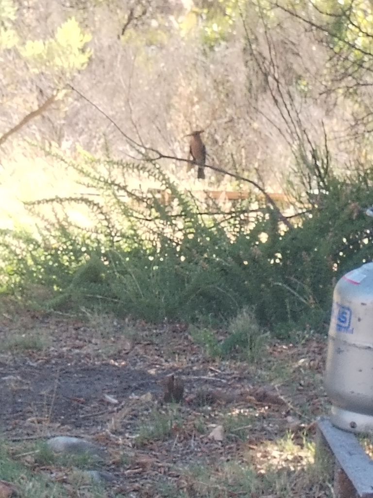 African Hoopoe from Witzenberg Local Municipality, South Africa on ...