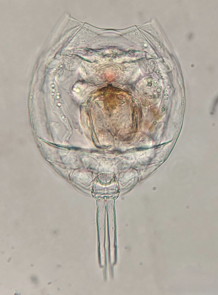 Lecane luna from Priestdale QLD 4127, Australia on January 25, 2025 at ...