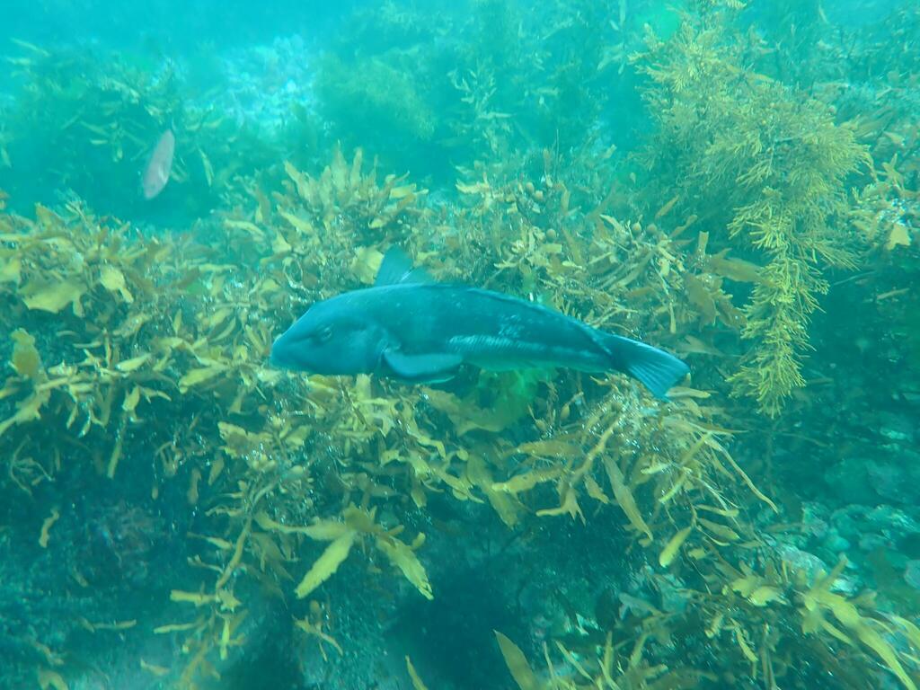 New Zealand Blue Cod from Ōwhiro Bay, Wellington, New Zealand on ...