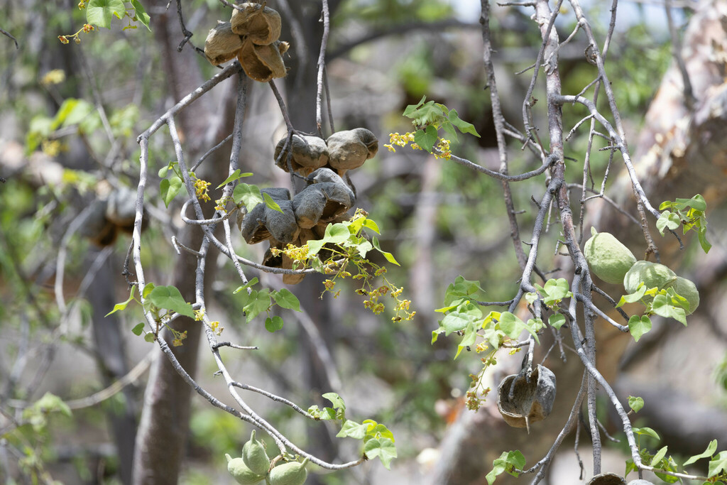 African Star-Chestnut from Kunene Region, Namibia on November 20, 2024 ...