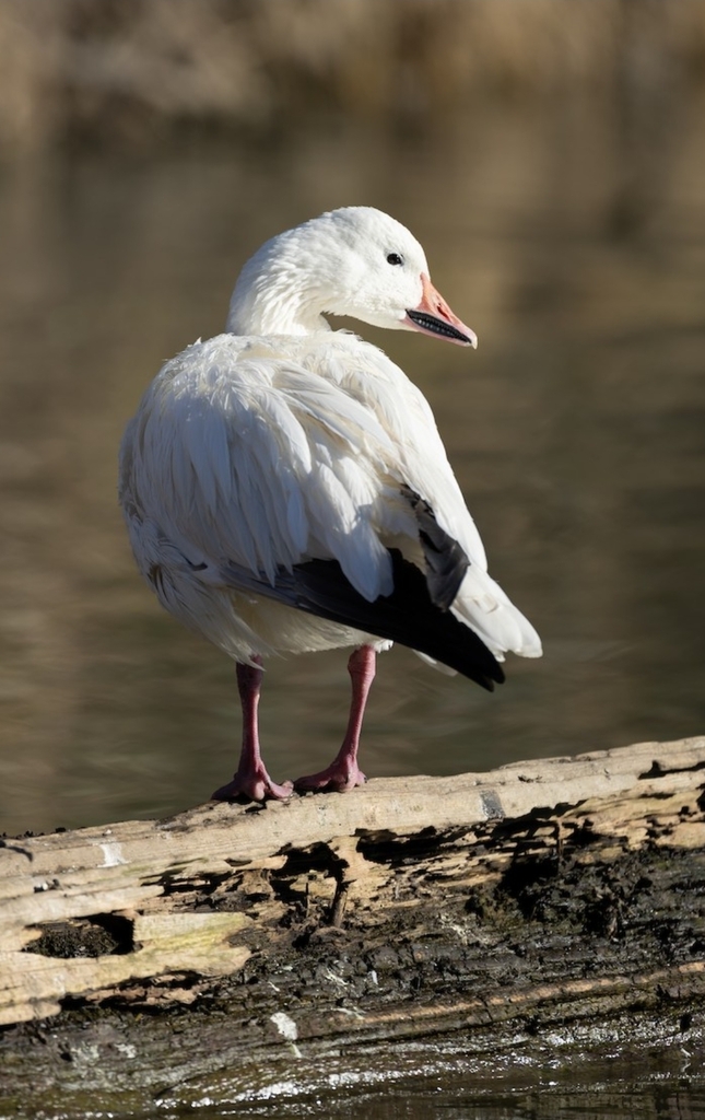Snow Goose from Delta, BC V4K 3N2, Canada on January 25, 2025 at 11:21 ...