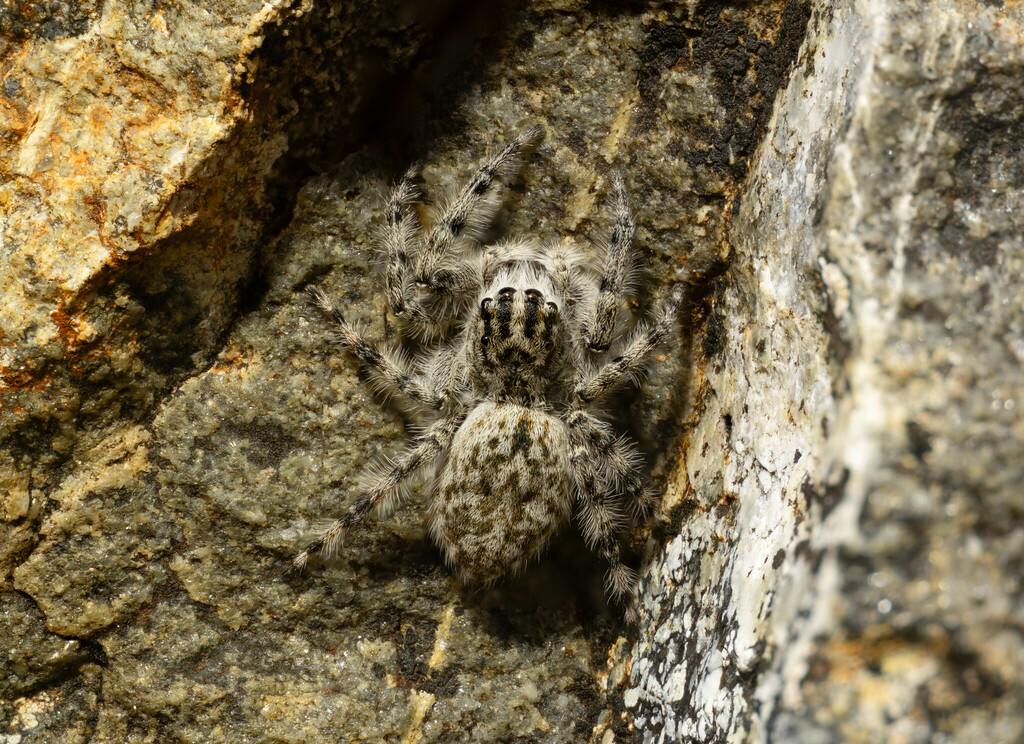 Jumping Spiders from Westland District, West Coast, New Zealand on ...