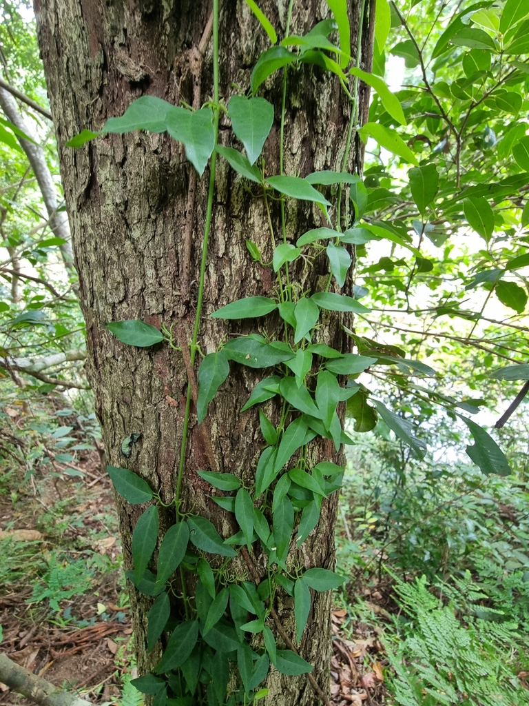 Catclaw vine from Kenilworth QLD 4574, Australia on January 26, 2025 at ...